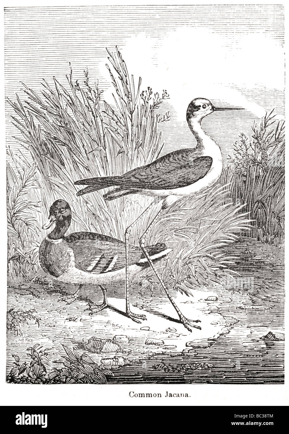 Common jacana hi-res stock photography and images - Alamy