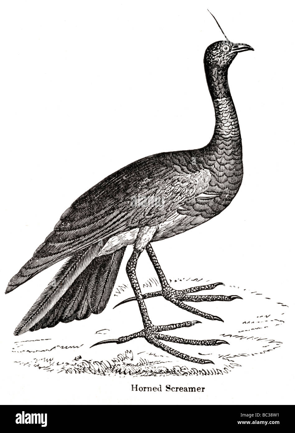 Anhimidae hi-res stock photography and images - Alamy