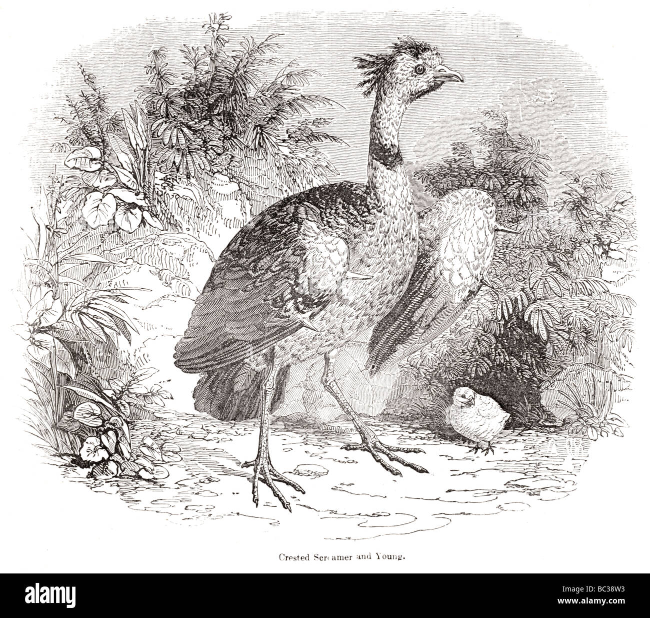 crested screamer and young Stock Photo - Alamy