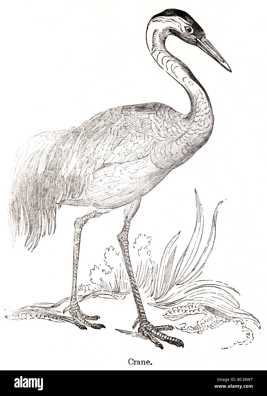 Long necked crane hi-res stock photography and images - Alamy