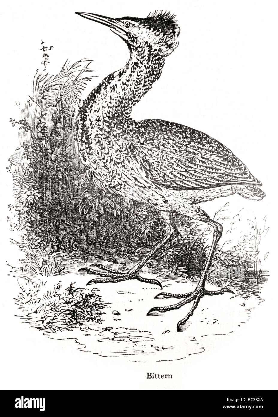 Bittern illustration hi-res stock photography and images - Alamy