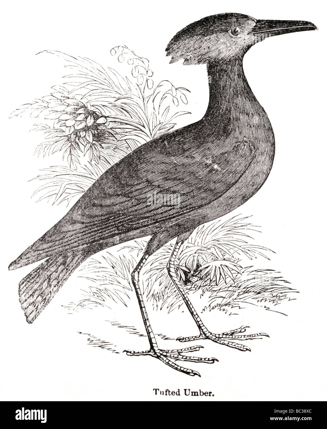 Umber birds hi-res stock photography and images - Alamy