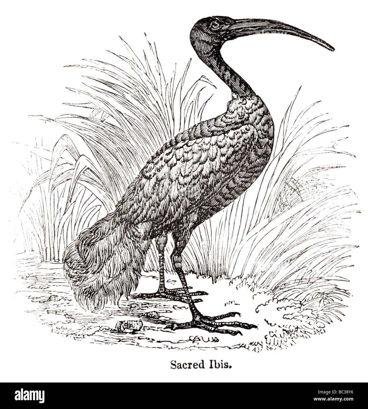 Thoth ibis hi-res stock photography and images - Alamy