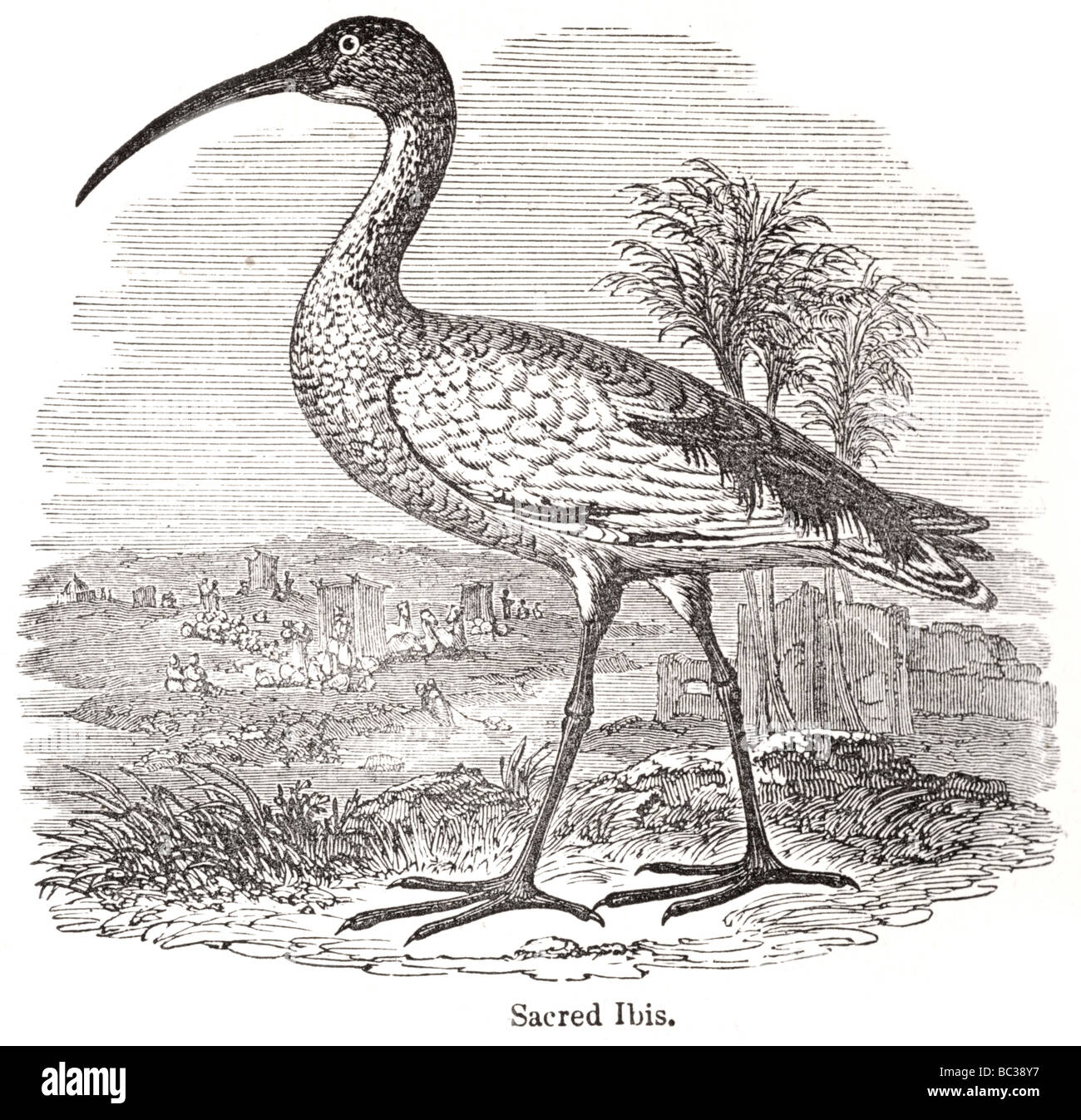 Thoth ibis hi-res stock photography and images - Alamy