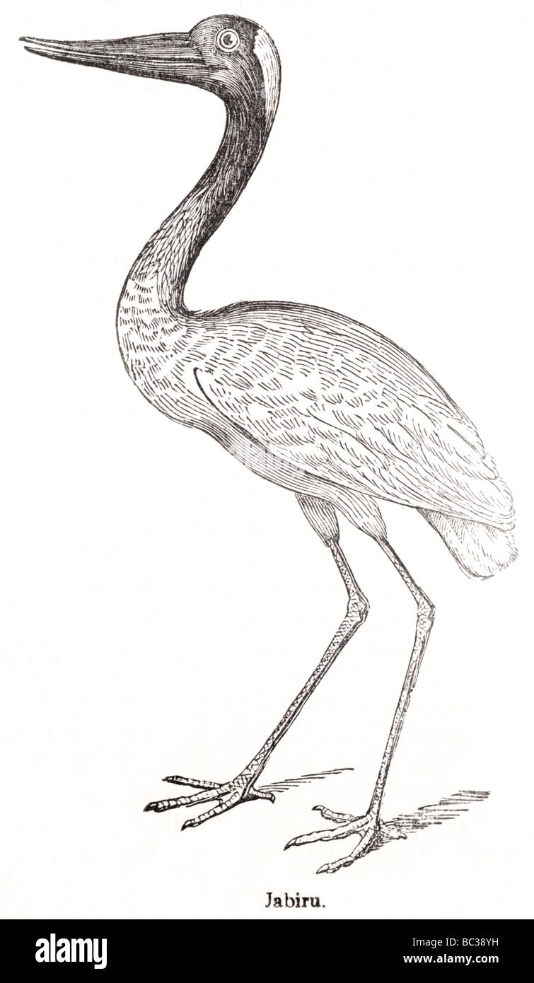 Jabiru illustration hi-res stock photography and images - Alamy