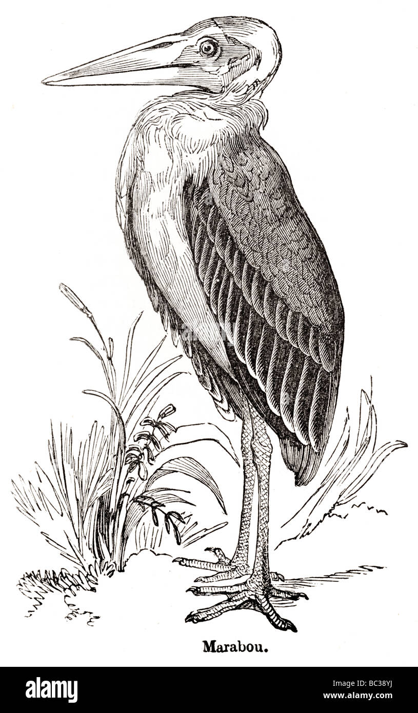 Marabou stork illustration graphic hi-res stock photography and images ...