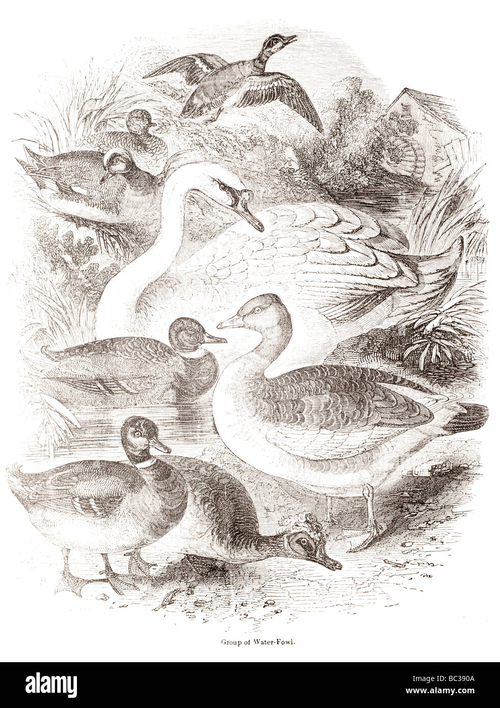 group of water fowl Stock Photo - Alamy