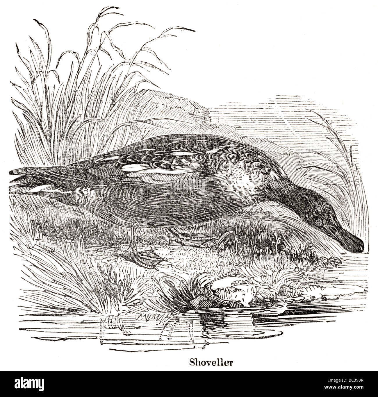 Beaks Cut Out Stock Images & Pictures - Alamy