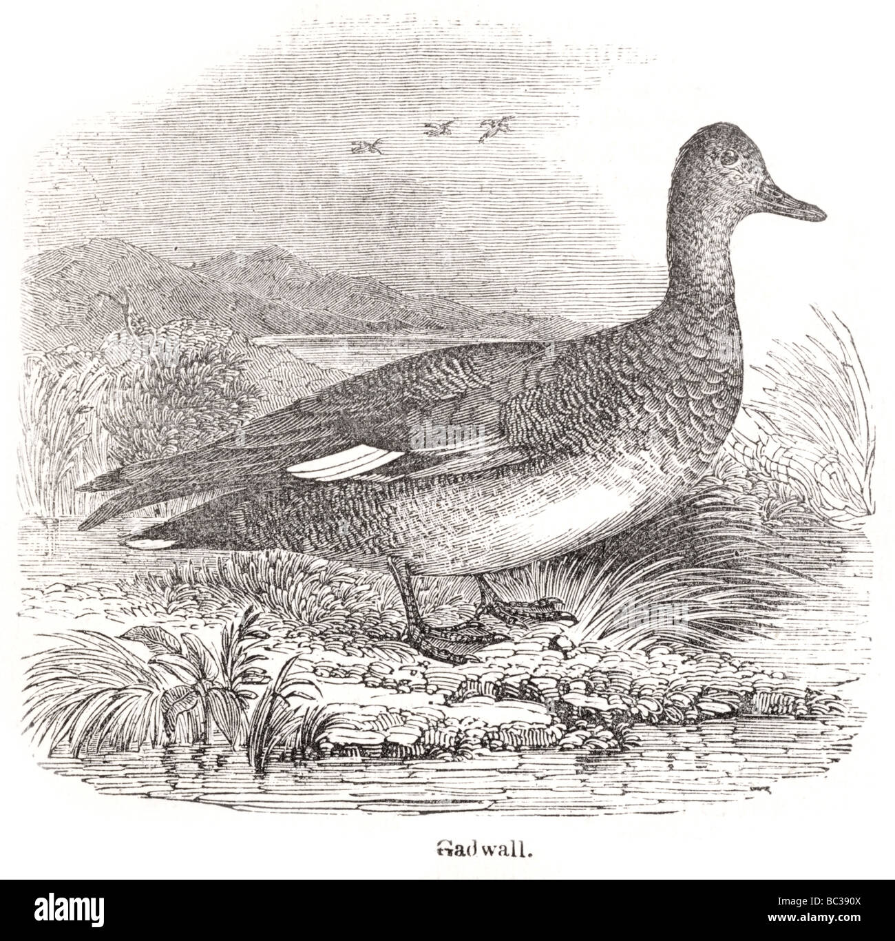 Gadwall feathers hi-res stock photography and images - Alamy