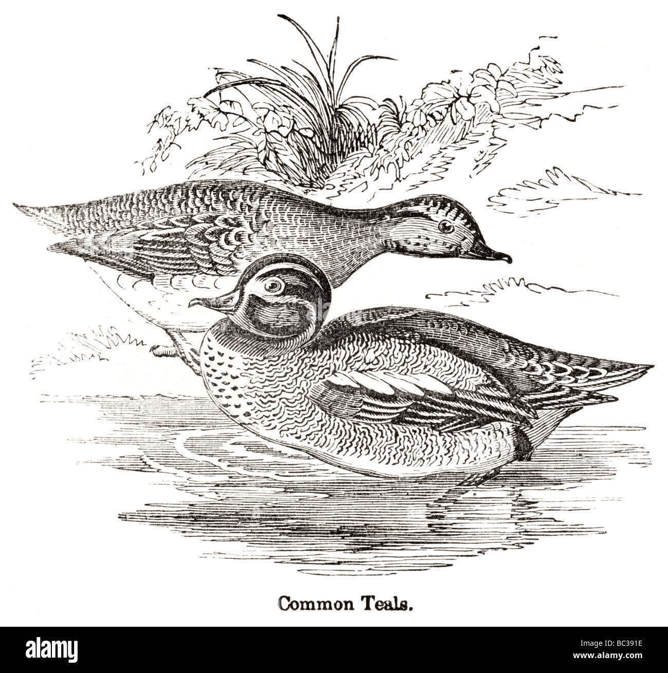 Black teals hi-res stock photography and images - Alamy