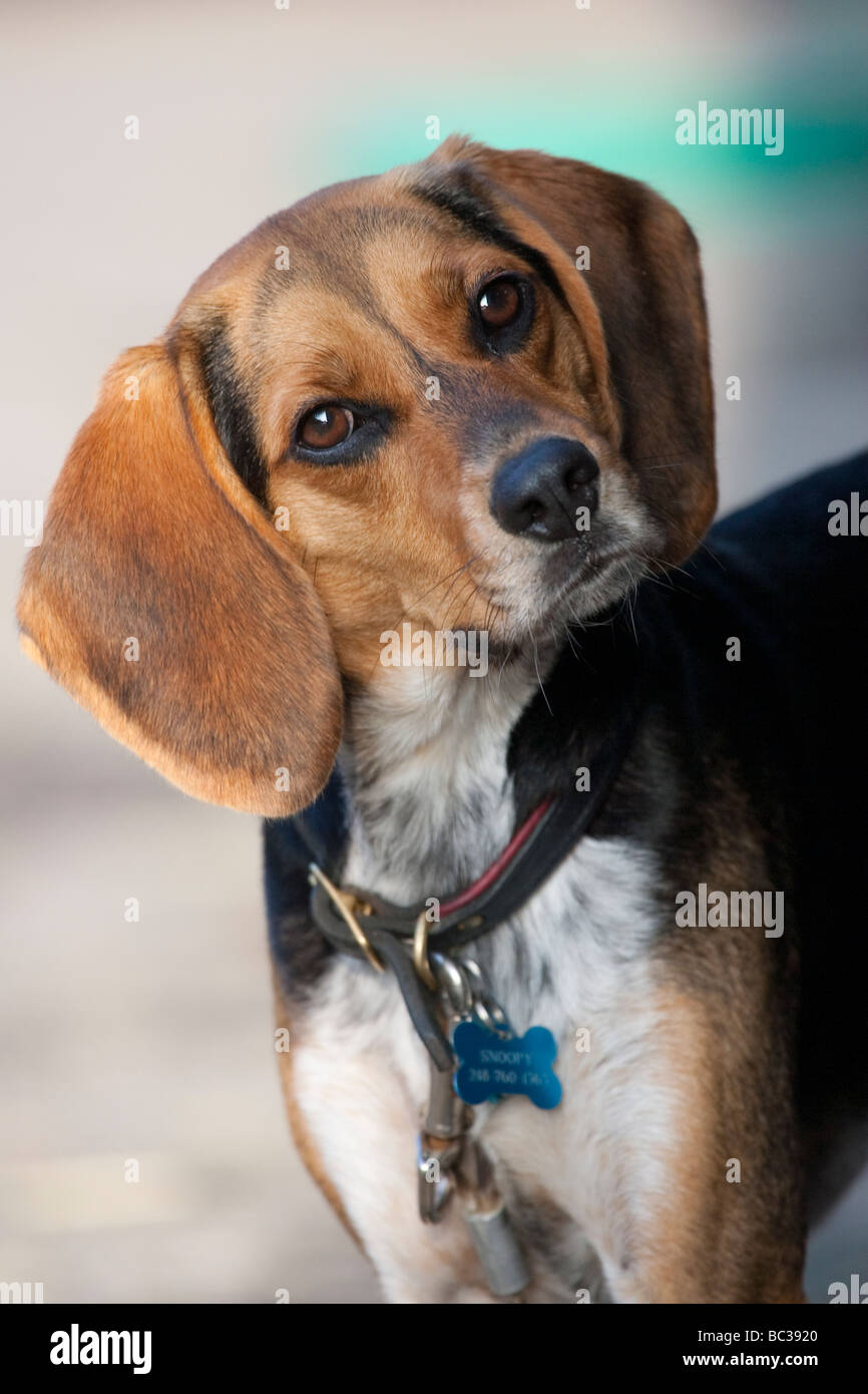 A close-up portrait of a beagle dog that is tilting his head Stock ...