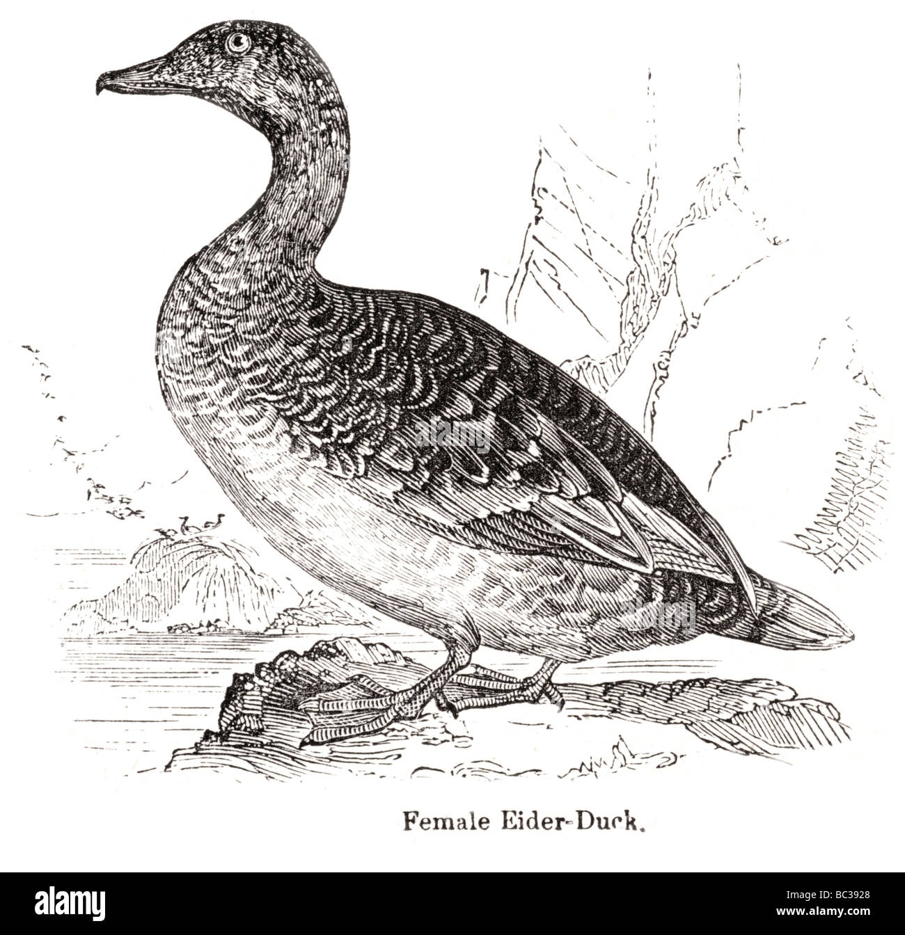 female eider duck Stock Photo - Alamy