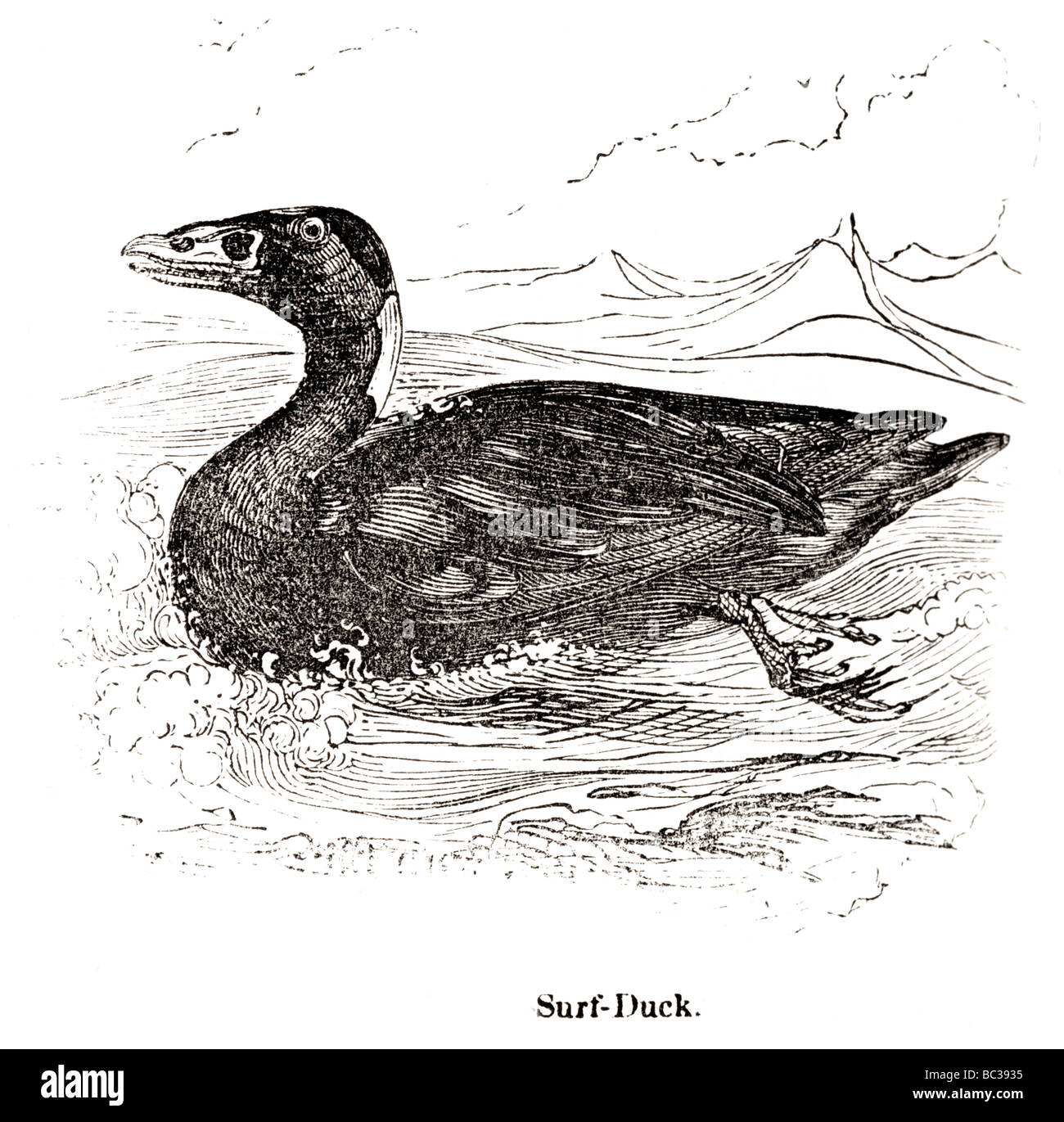 Duck black hi-res stock photography and images - Alamy