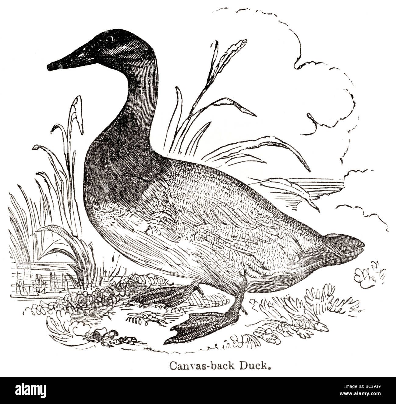 Back of canvas hi-res stock photography and images - Alamy