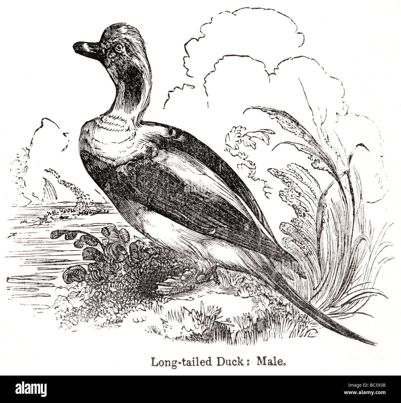 long tailed duck male Stock Photo - Alamy