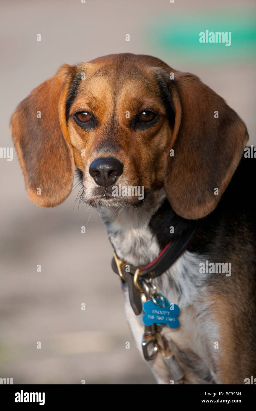 Beagle dogs hi-res stock photography and images - Alamy