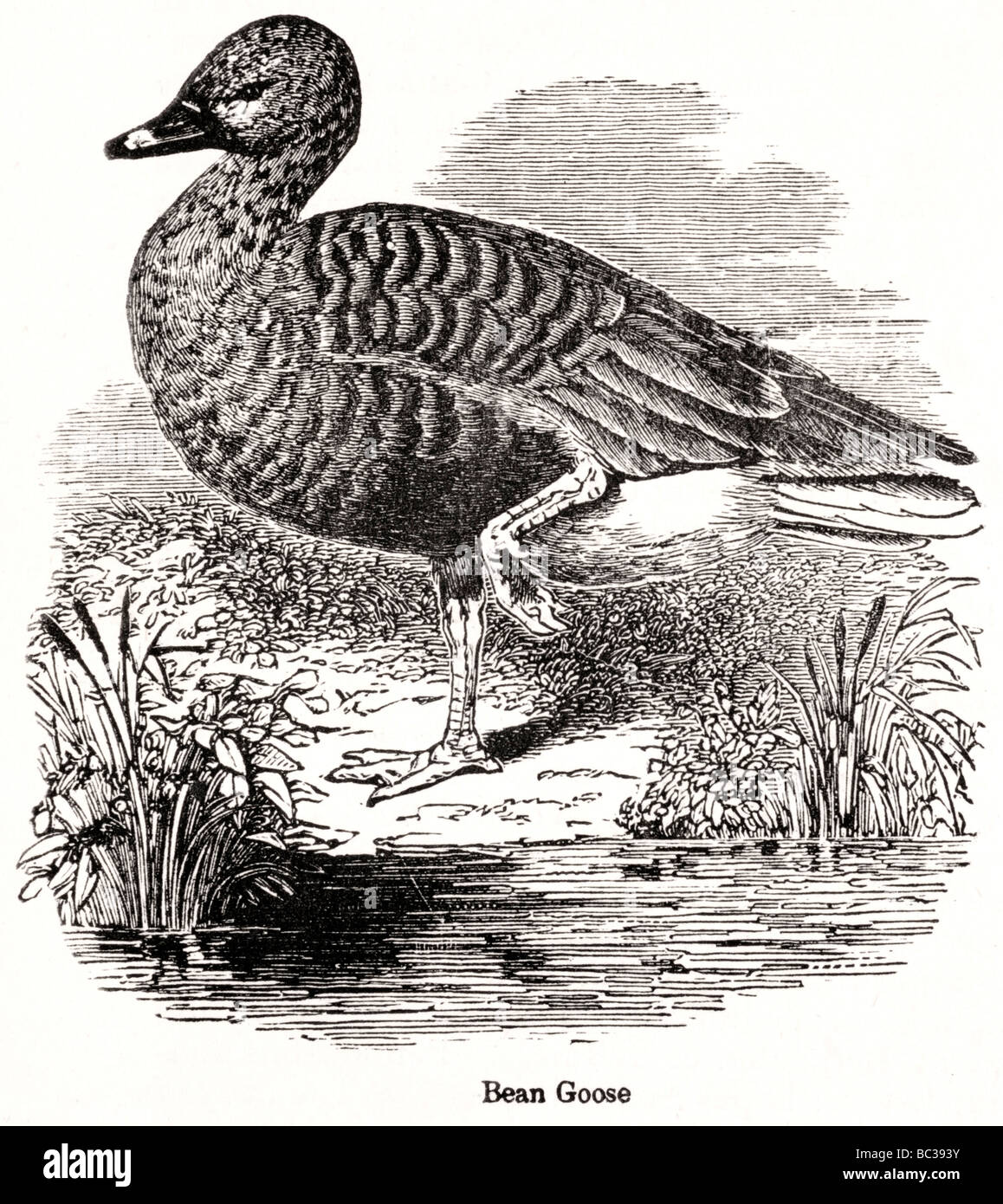 Goose skeleton hi-res stock photography and images - Alamy