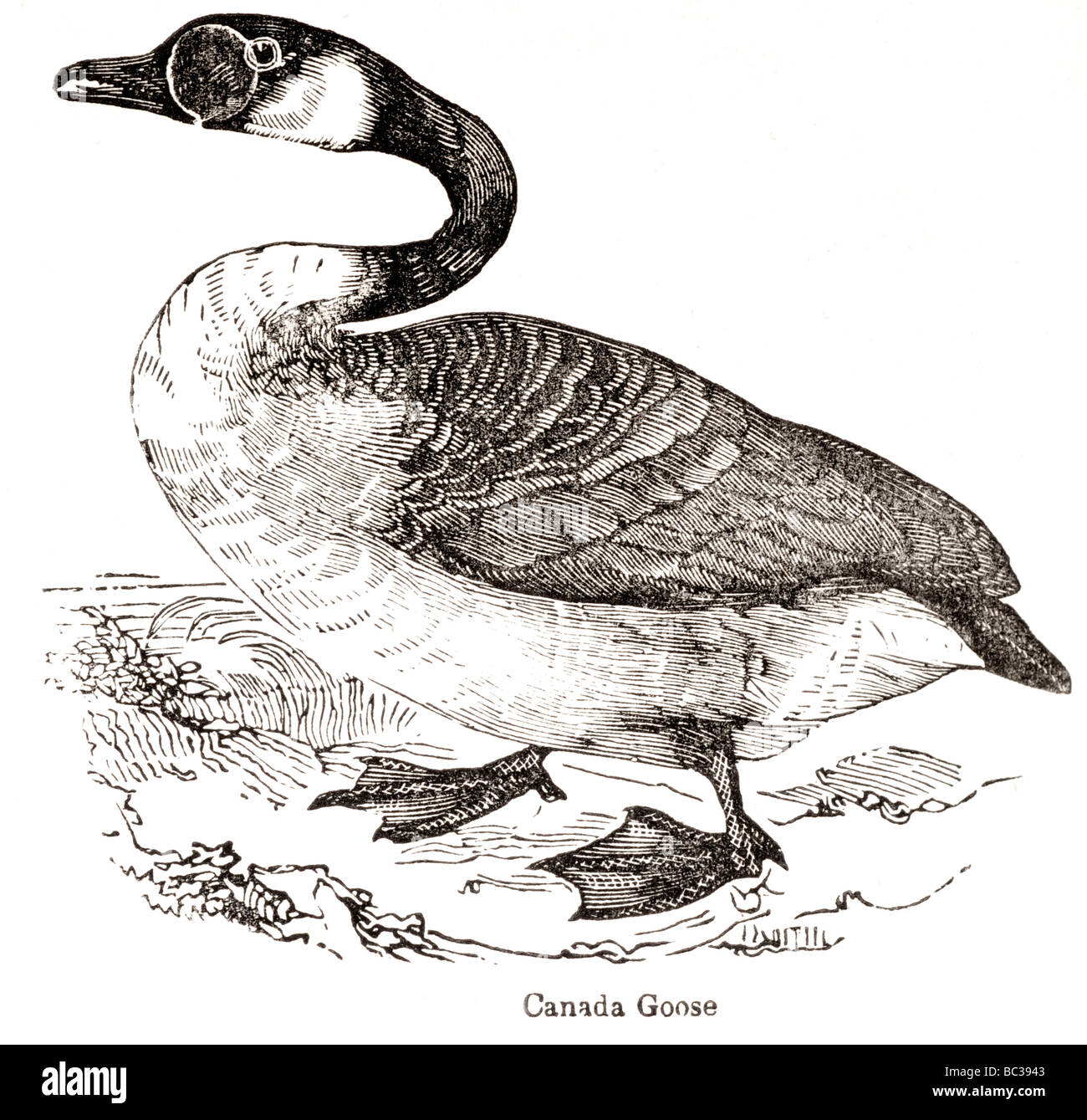 Goose skeleton hi-res stock photography and images - Alamy