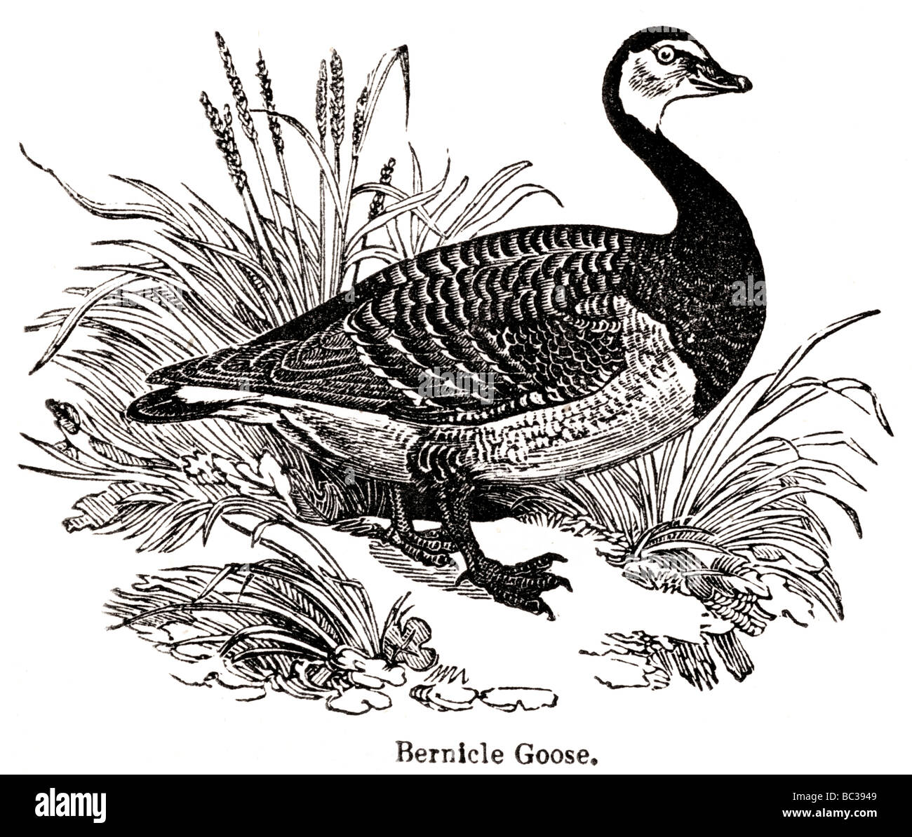 Barnicle hi-res stock photography and images - Alamy