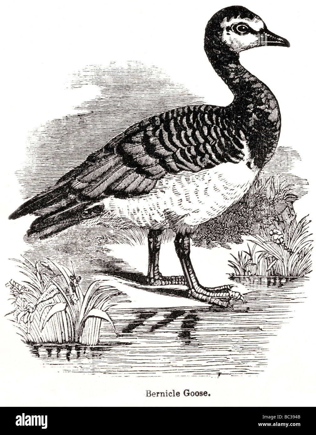 Goose skeleton hi-res stock photography and images - Alamy