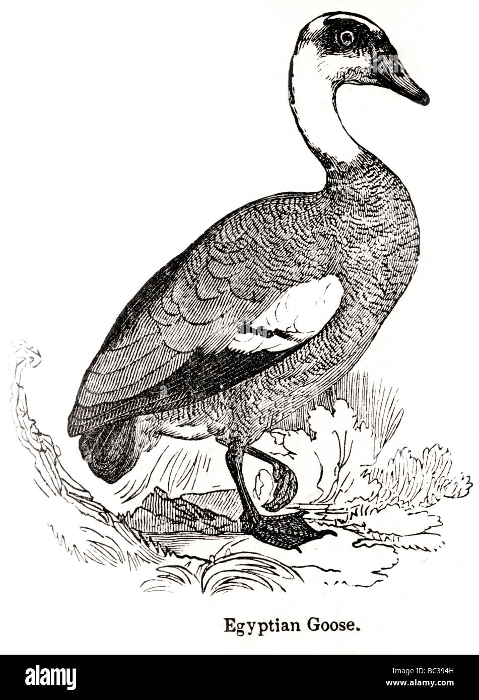 Goose skeleton hi-res stock photography and images - Alamy