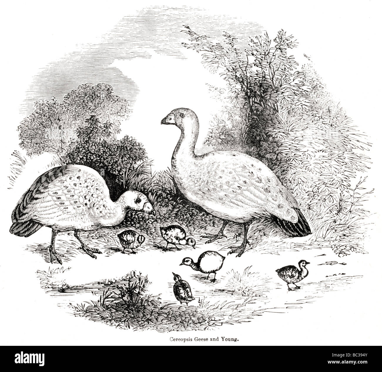 Goose skeleton hi-res stock photography and images - Alamy