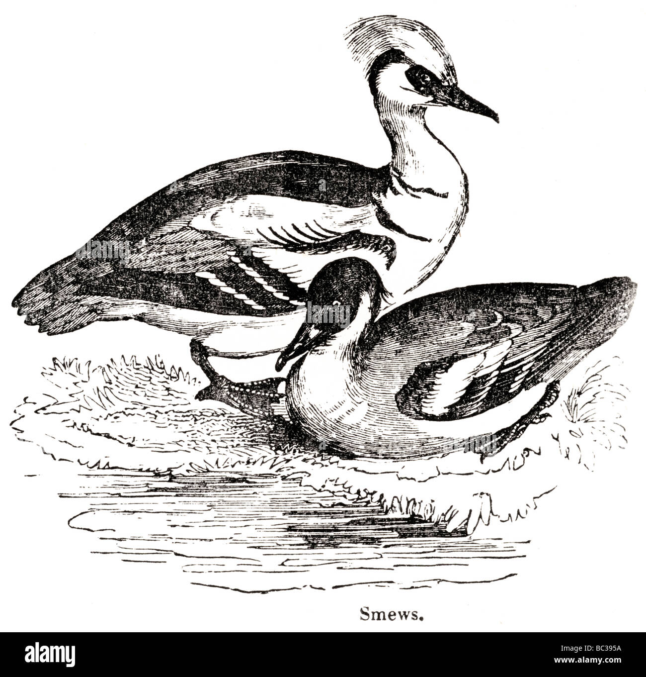 Smew and beak hi-res stock photography and images - Alamy