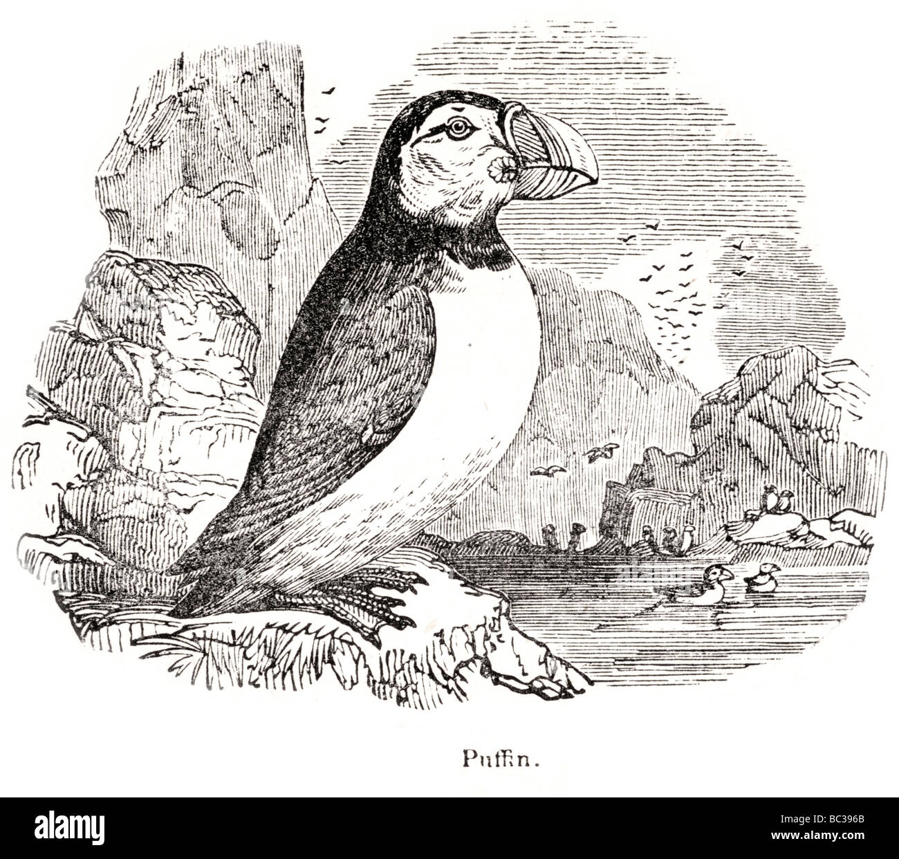 Puffin eggs hi-res stock photography and images - Alamy