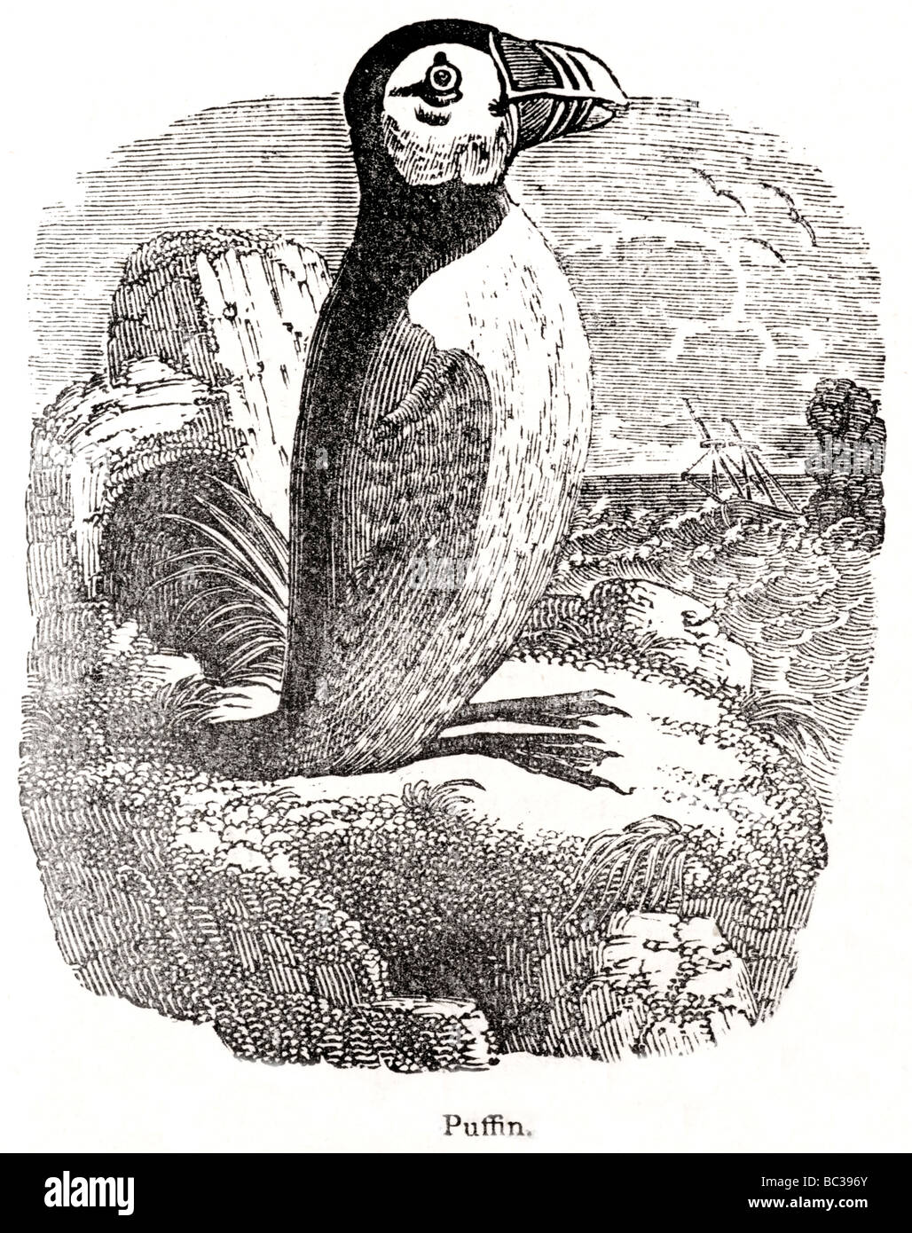 Puffin eggs hi-res stock photography and images - Alamy