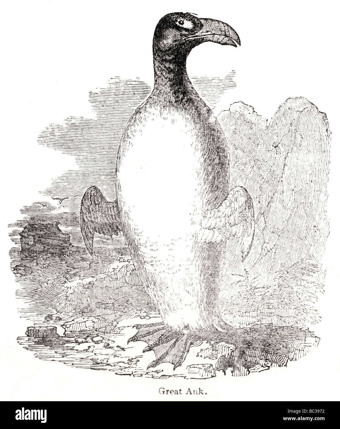 Great auk hi-res stock photography and images - Alamy