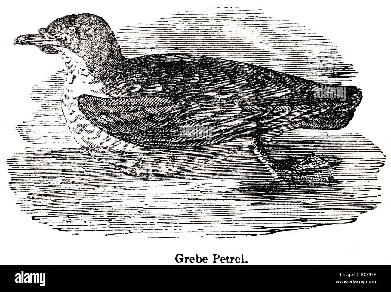 Petrel drawing hi-res stock photography and images - Alamy