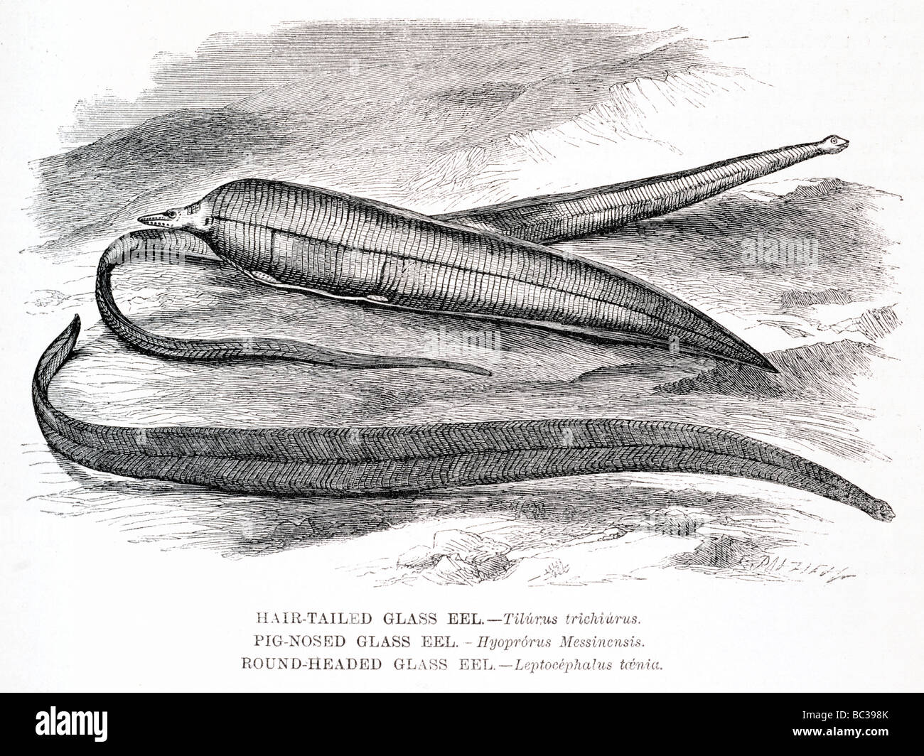 hair tailed glass eel tilurus trichiurus pig nosed glass eel hyoprorus ...