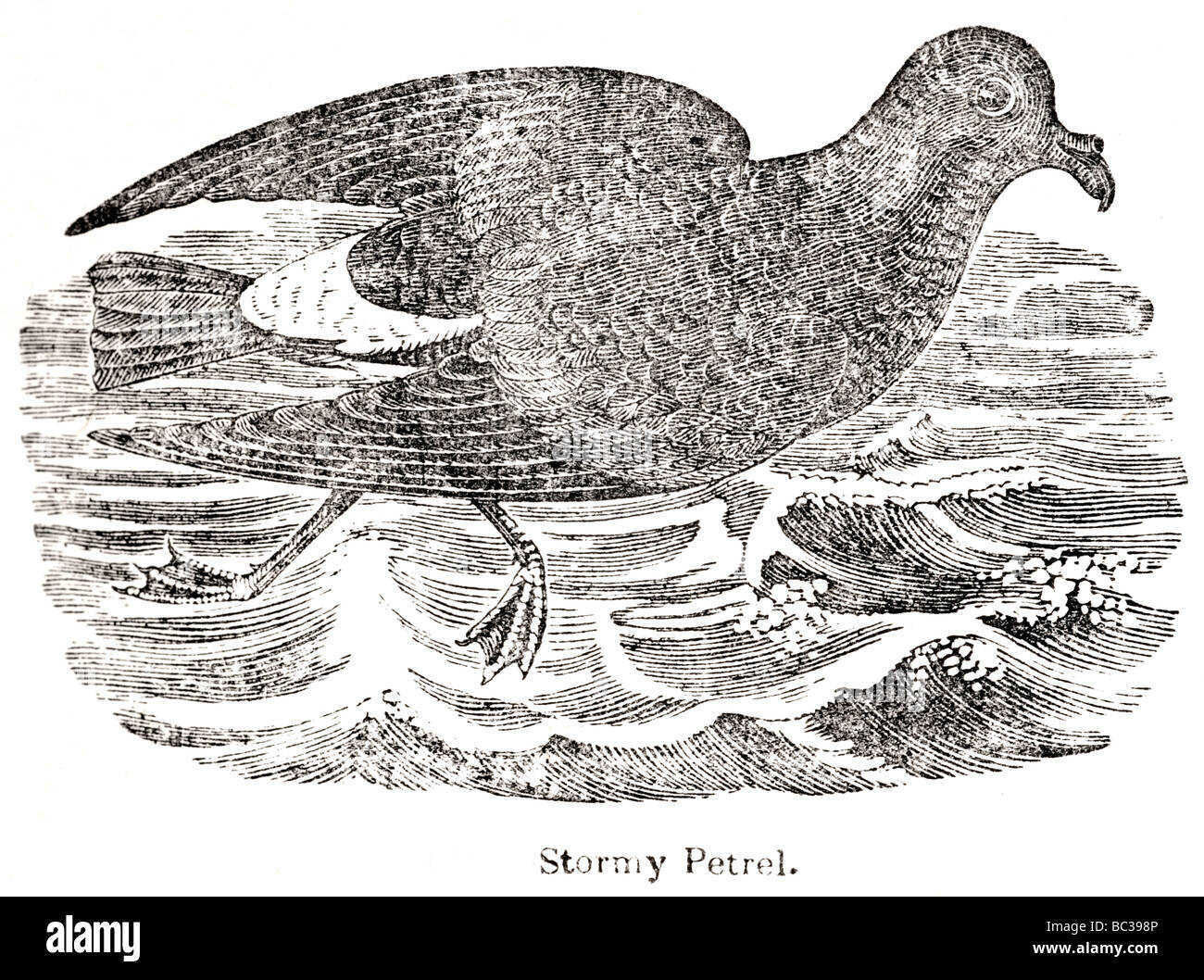 Petrel drawing hi-res stock photography and images - Alamy