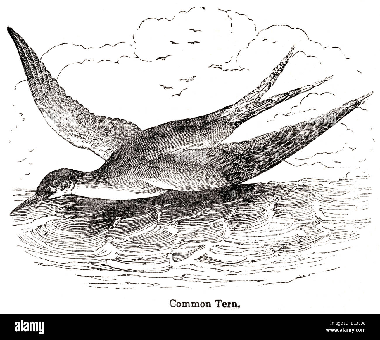 Tern drawing hi-res stock photography and images - Alamy