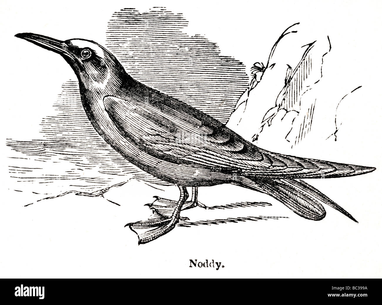 Black noddy tern hi-res stock photography and images - Alamy