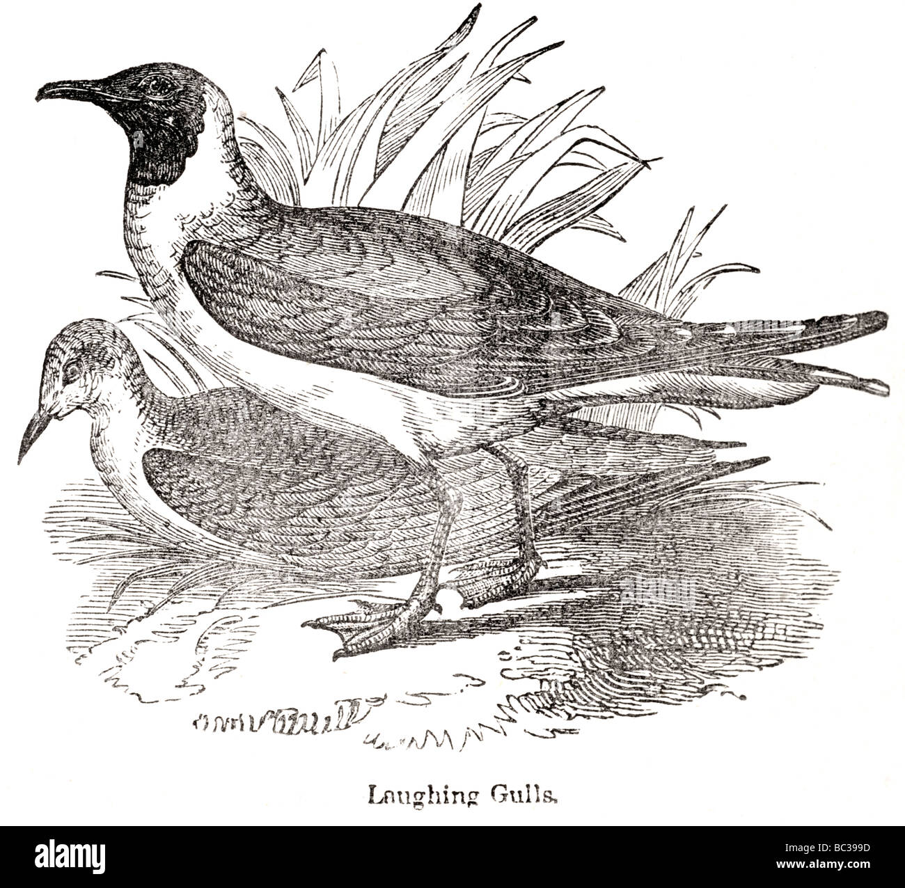 Victorian illustration laughing hi-res stock photography and images - Alamy