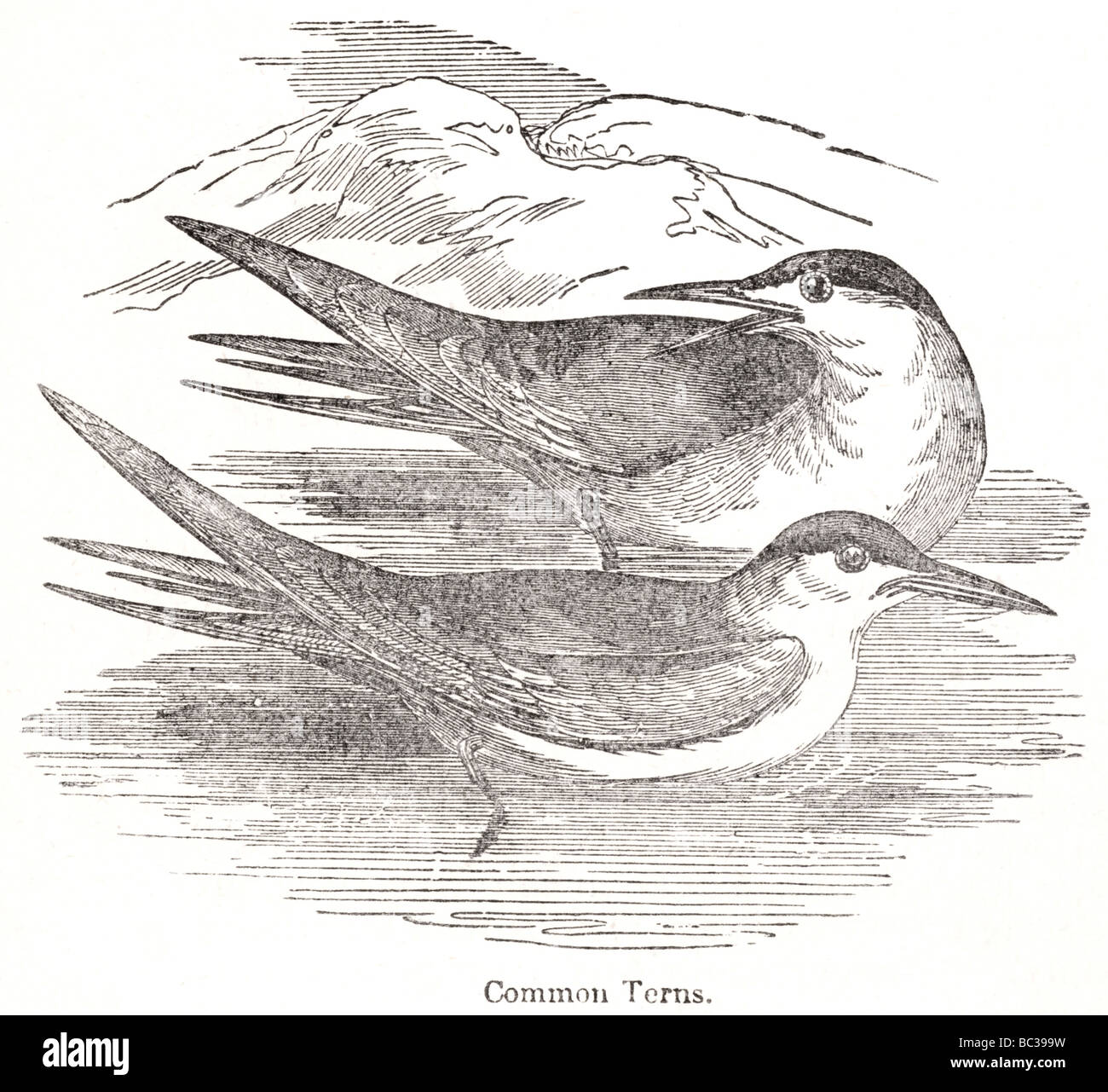 Tern drawing hi-res stock photography and images - Alamy