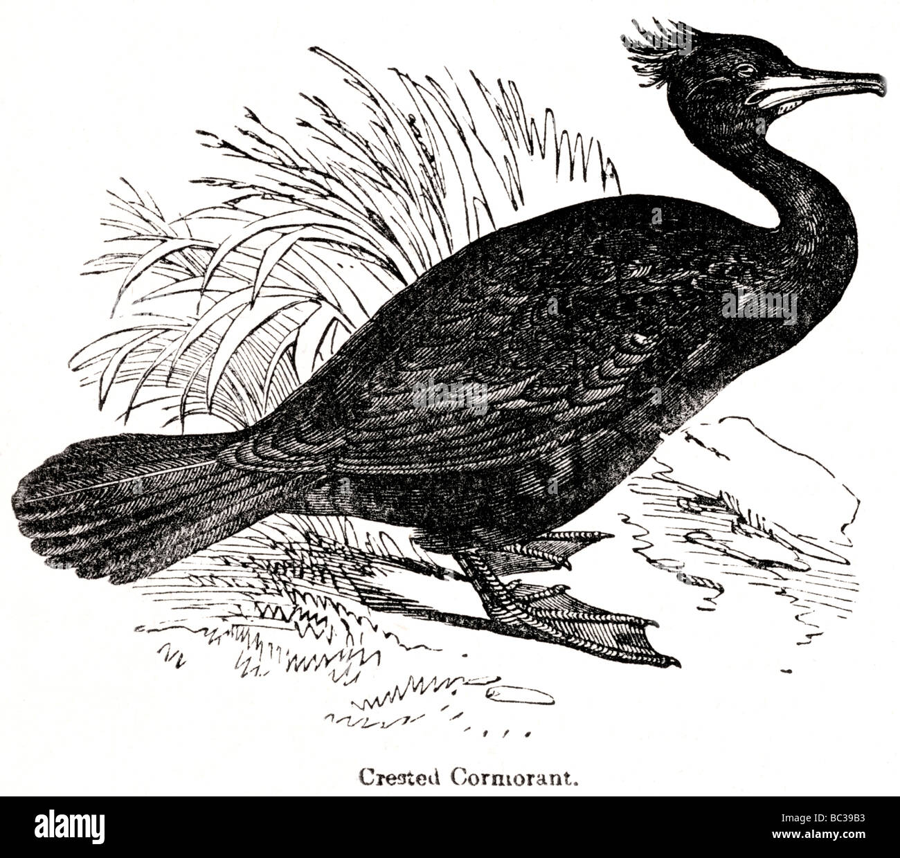 Cormorant drawing hi-res stock photography and images - Alamy