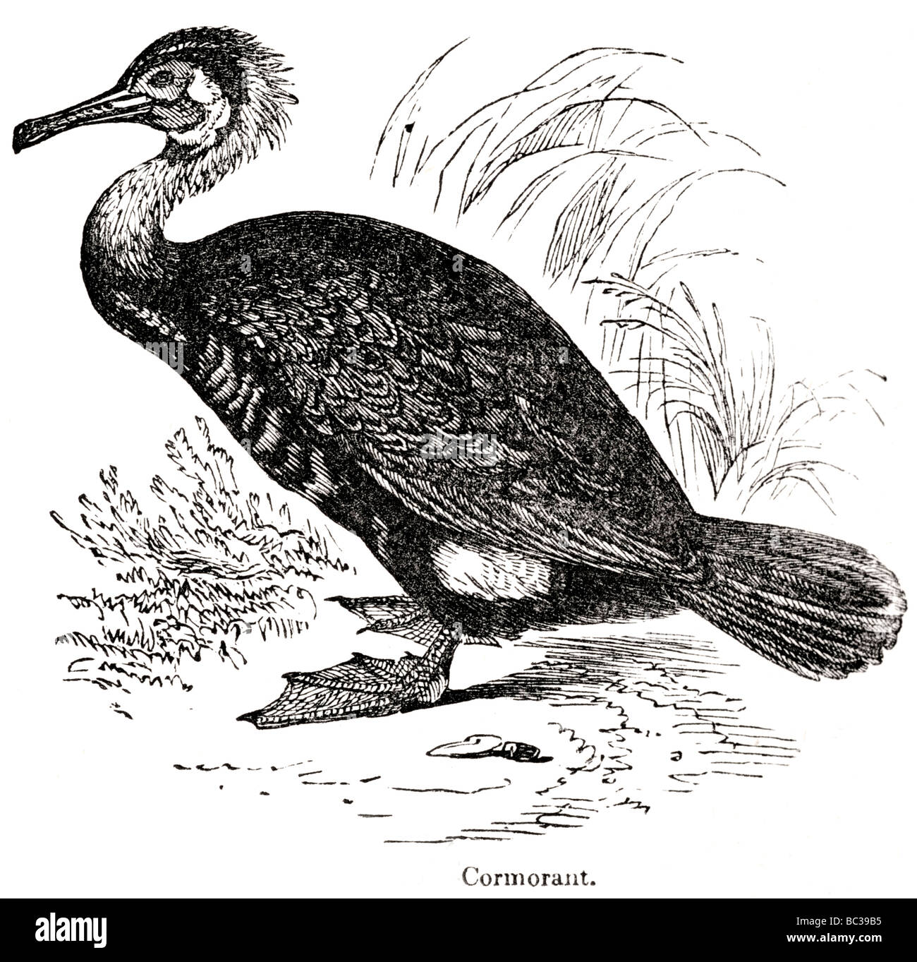 Cormorant drawing hi-res stock photography and images - Alamy