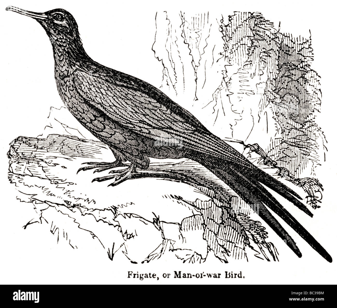 War bird hi-res stock photography and images - Alamy