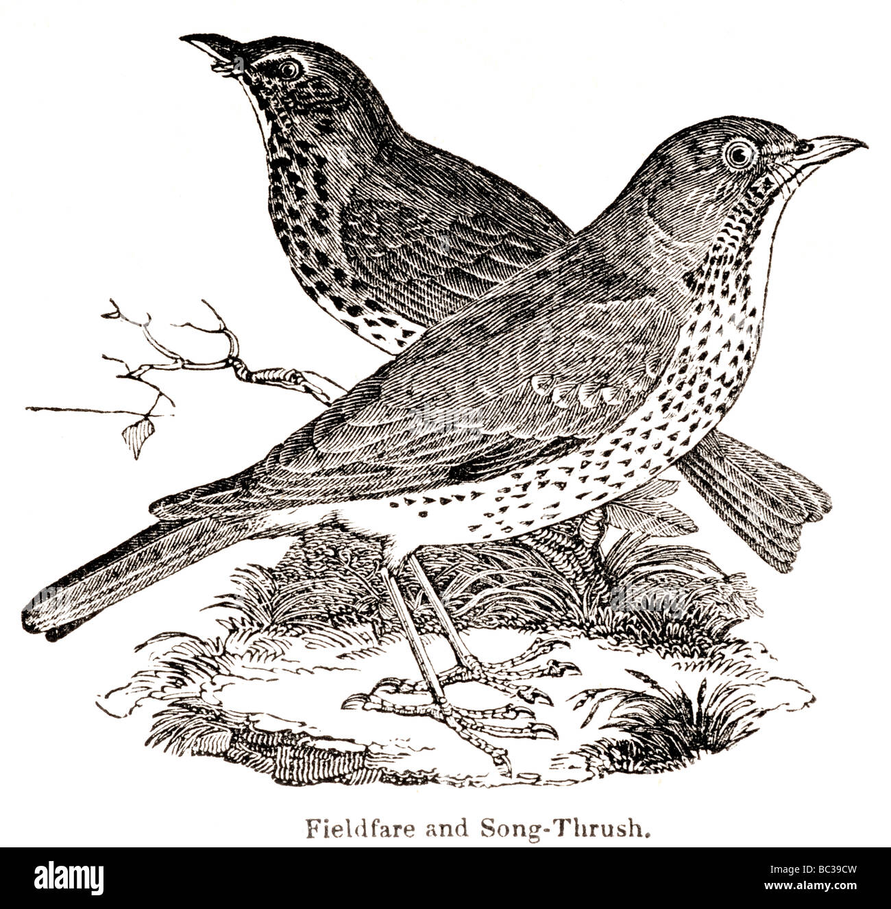 Thrush Bird Drawing