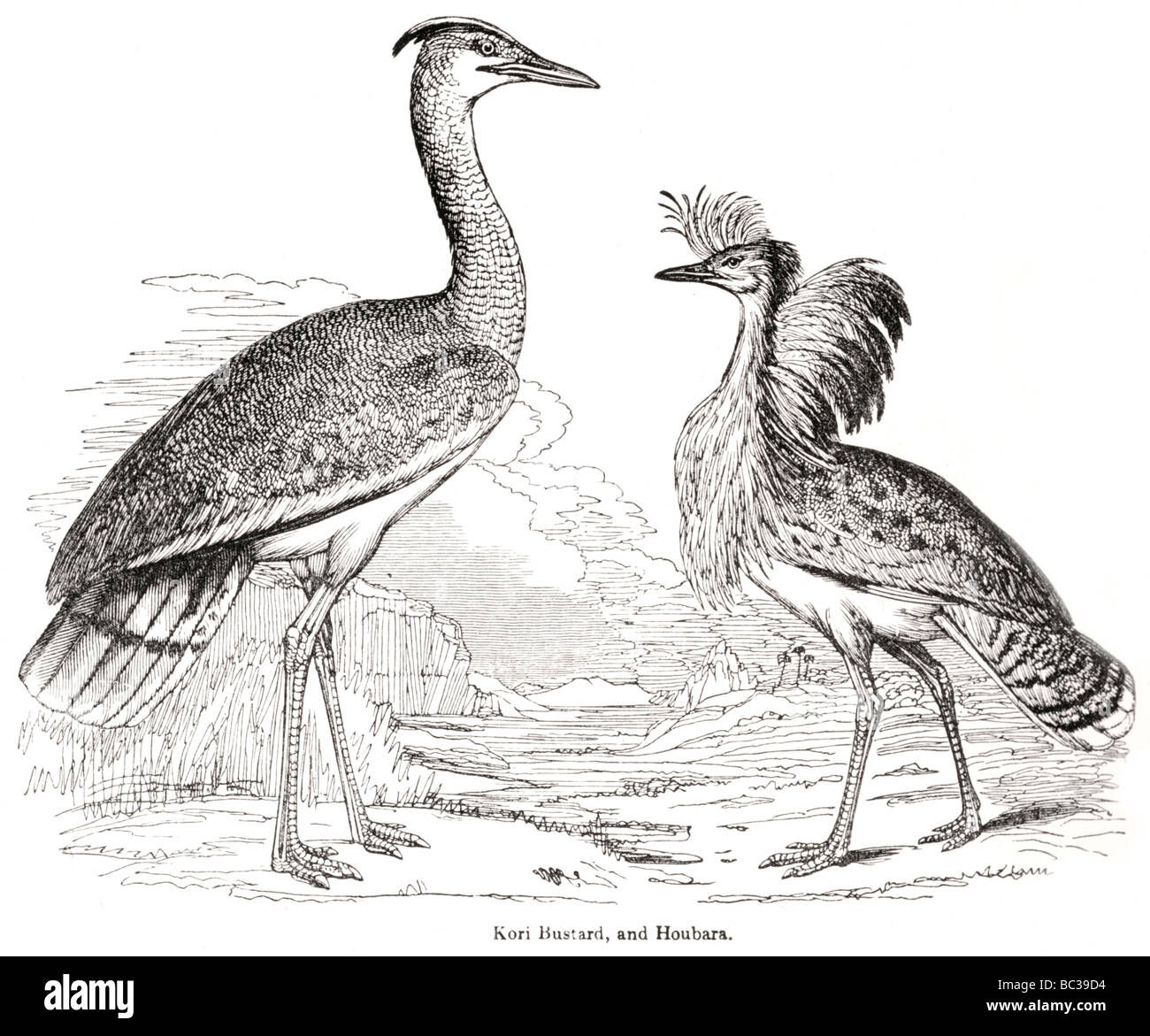 kori bustard and houbara Stock Photo - Alamy