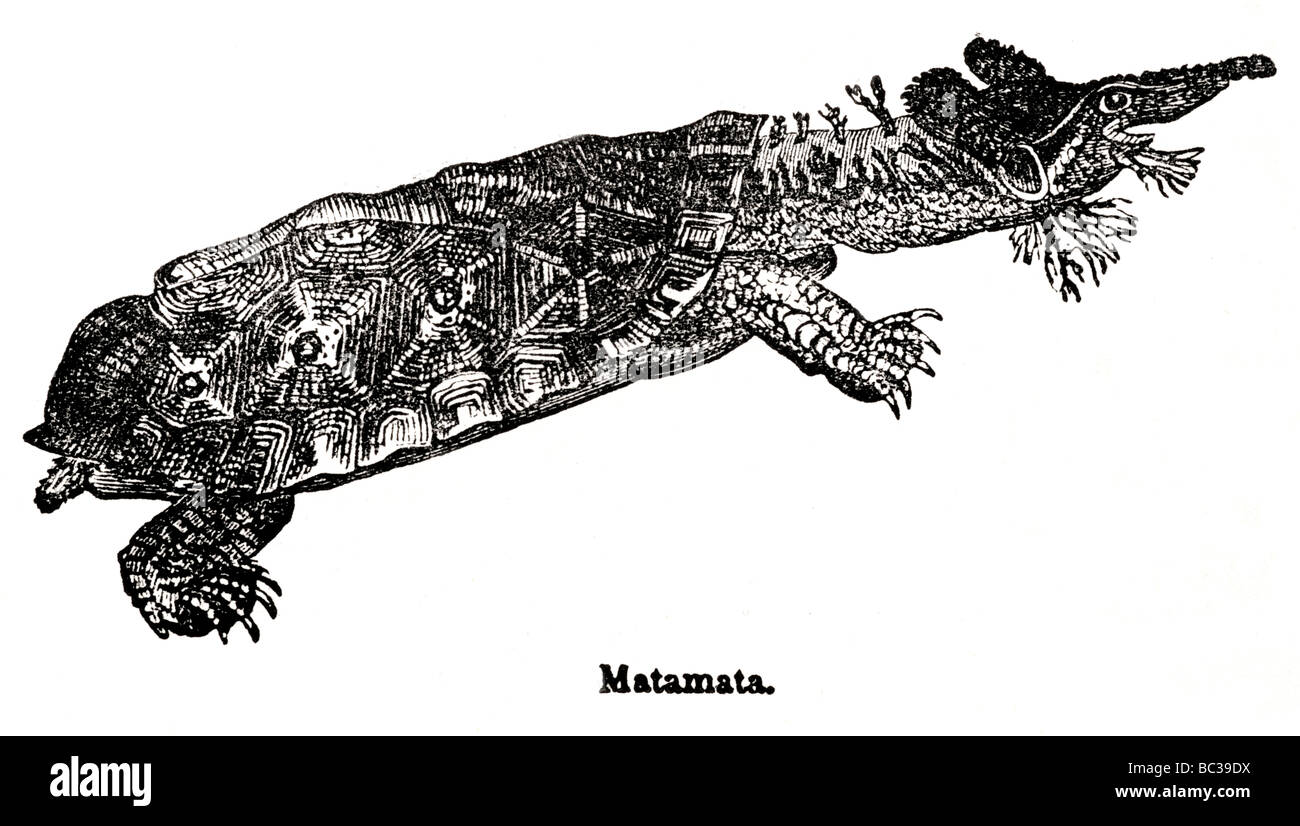 Matamata turtle hi-res stock photography and images - Alamy