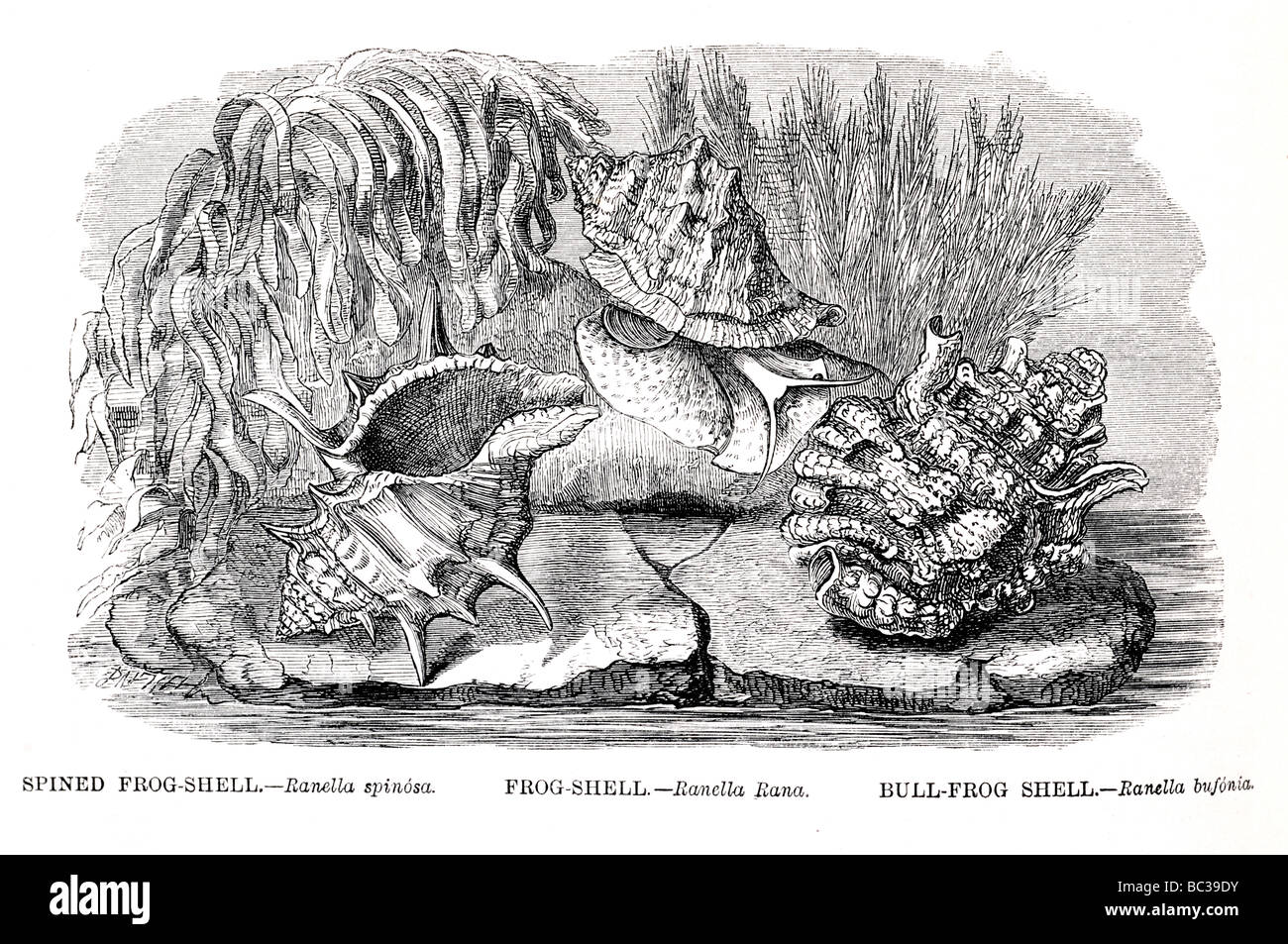 spined frog shell ranella spinosa frog shell ranella rana bull frog ...