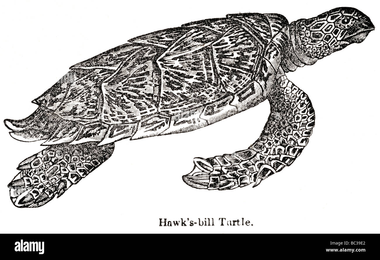 hawk's bill turtle Stock Photo - Alamy