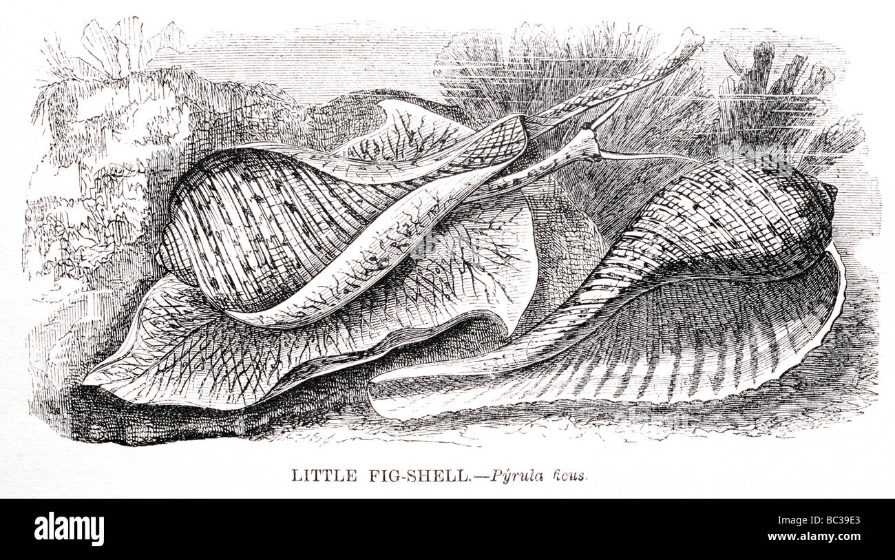 little fig shell pyrula ficus Stock Photo - Alamy