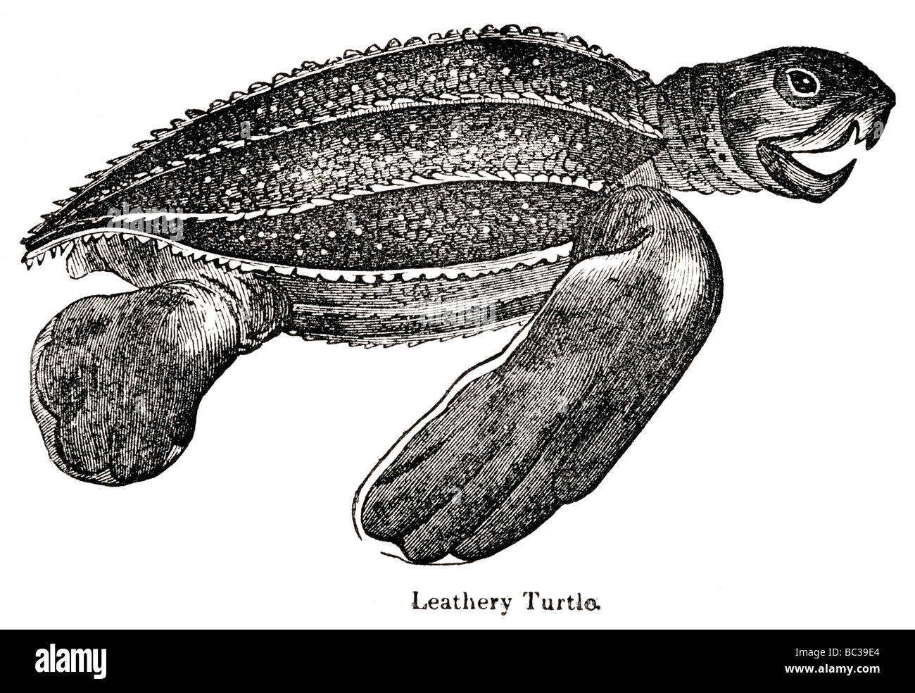 The largest turtle hi-res stock photography and images - Alamy