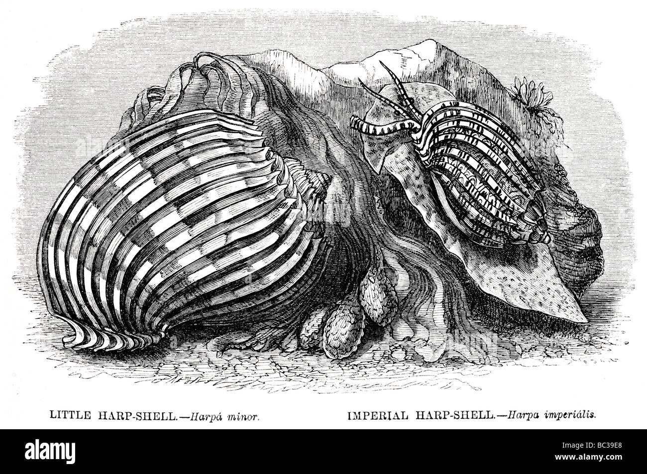 little harp shell harpa minor imperial harp shell harpa imperialis ...