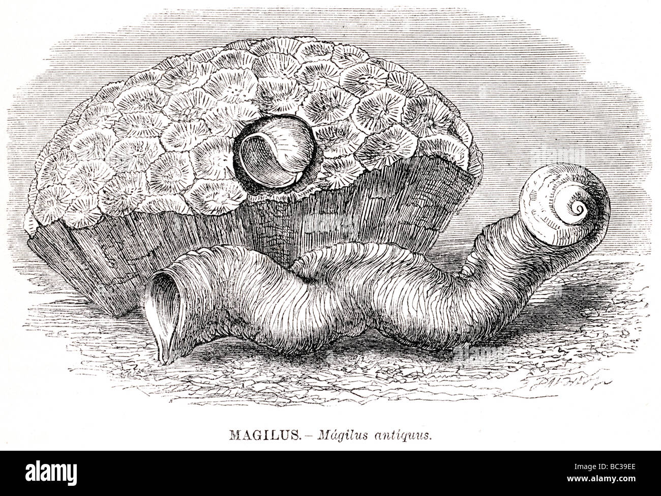 Magilus magilus antiquus hi-res stock photography and images - Alamy