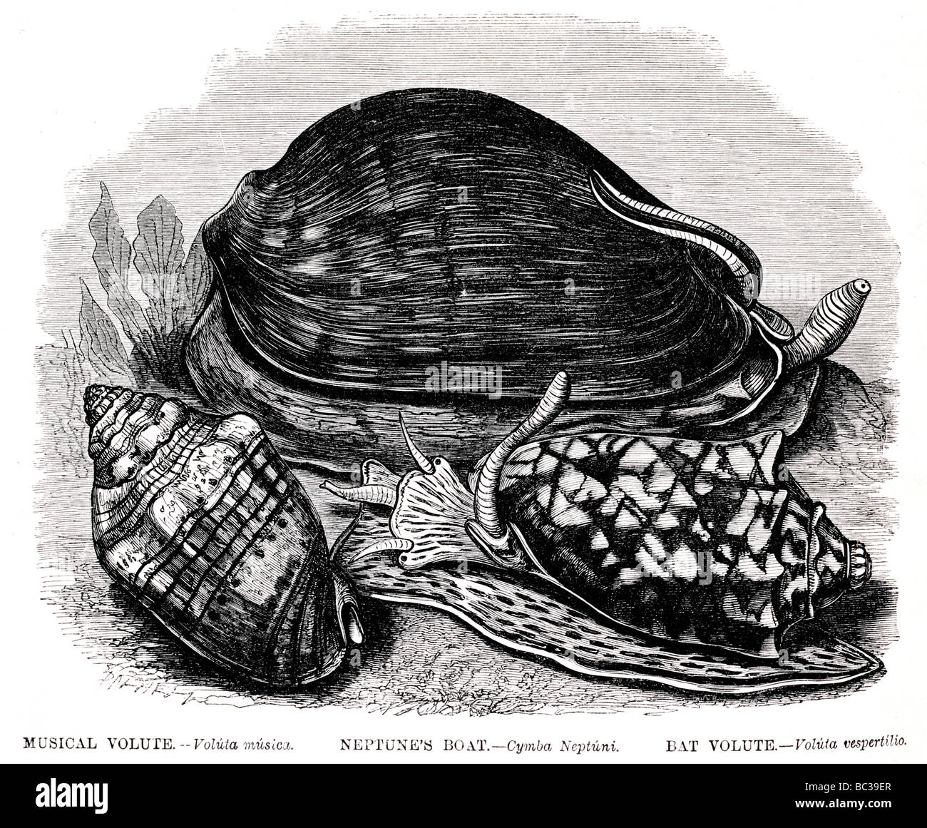 musical volute voluta musica neptune's boat cymba neptuni bat volute ...
